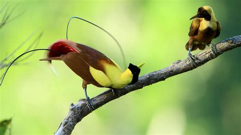 Birds Of Paradise Planet Earth