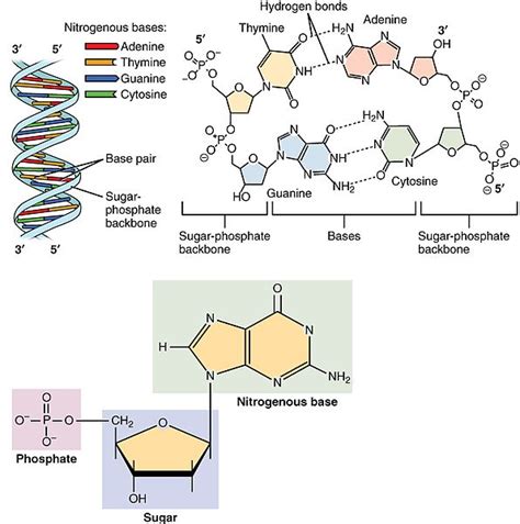 Difference Between Nucleotide And Nucleoside Structure Characteristics Function