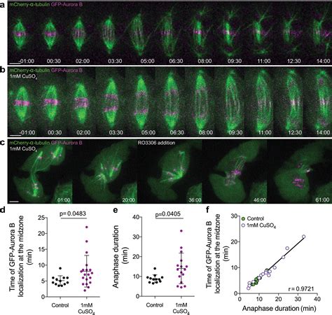 Figures And Data In Spatiotemporal Control Of Mitotic Exit During