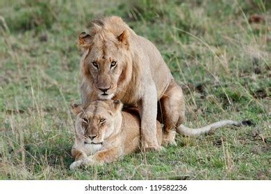 1 207 Lion Sex Images Stock Photos Vectors Shutterstock