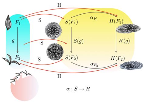 A Floral Representation Of Functors And Natural Transformations 20