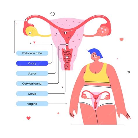 손으로 그린 성교육 인포그래픽 무료 벡터
