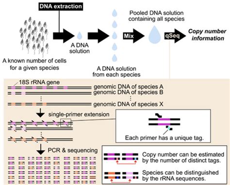The Copy Number Of The Eukaryotic Rrna Gene Can