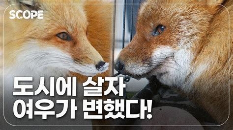 길고양이의 미래 영국 길거리 여우들에게 생긴 변화 Youtube