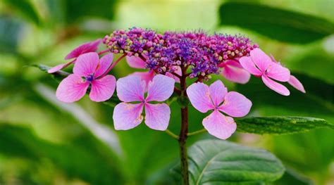 How To Plant Grow And Care For Hydrangea Serrata