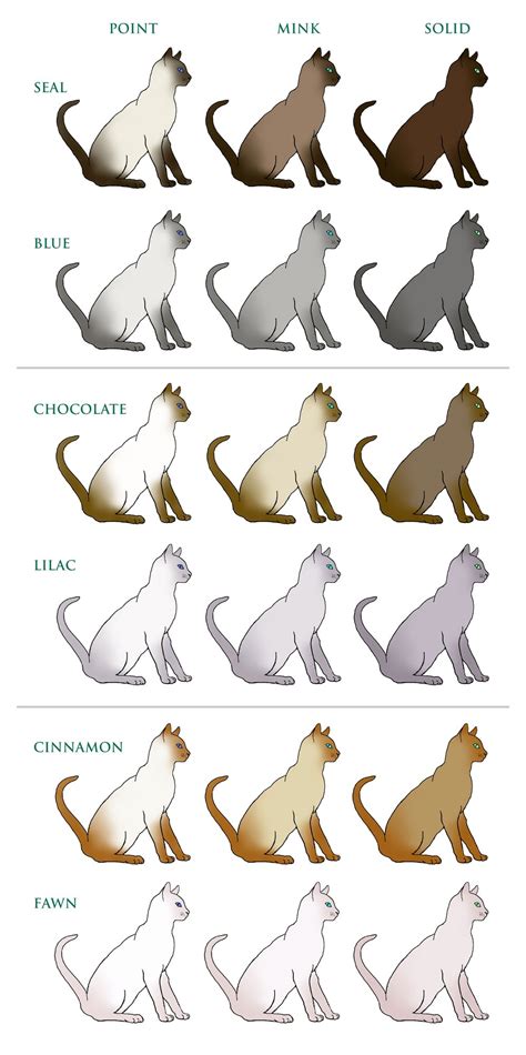 Coat Colour And Pattern Tonkinese Cats And Kittens Queensland