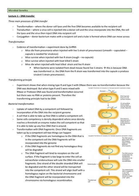 Summary Microbial Genetics Lecture Microbial Genetics Lecture 1