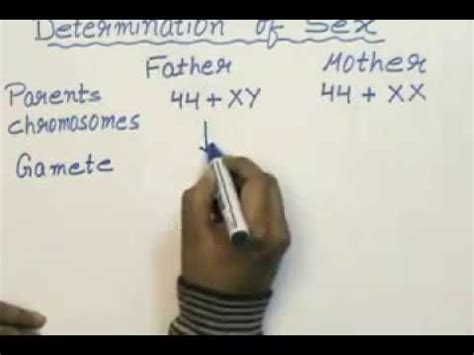 Sex Determination In Humans Class Bio Ch YouTube