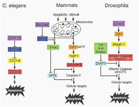C Elegans And Apoptosis Uvm Genetics And Genomics Wiki