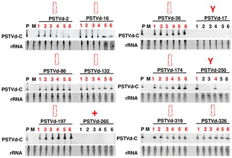 viruses special issue viroids and satellites and their vector