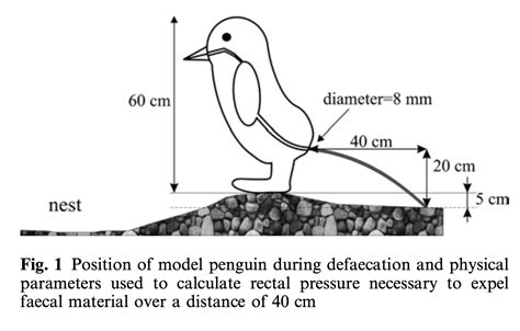 penguin doing their business visualized r visualizedmath