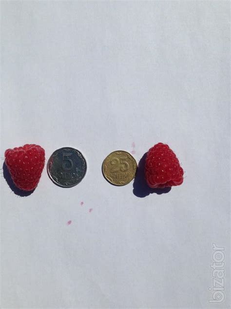 The Raspberry Seedlings