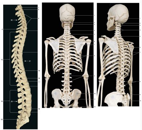 Axial Skeleton 6 Diagram Quizlet