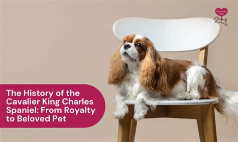 The History Of The Cavalier King Charles Spaniel From Royalty To Belo
