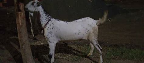 Healthy Donda Bakra Selling For Qurbani Goats 1101946521