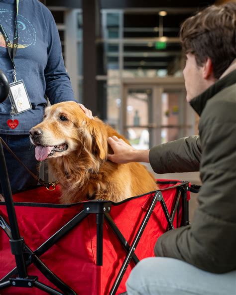 Pawsitivity P C Rossin College Of Engineering And Applied Science