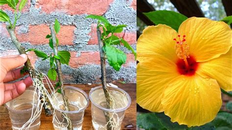 How To Grow Hibiscus In Water Easy And Simple Way Hibiscus Propagation