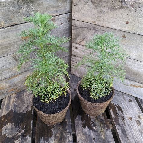 Artemisia Lad S Love Artemisia Abrotanum Kalamunda Plant Company
