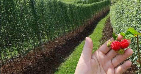 Growing Raspberries For Beginners From Planting To An Abundant