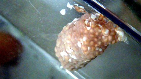 Snailfish Ocean Treasures Memorial Library