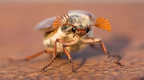 Bug Computer Wallpapers Top Free Bug Computer Backgrounds Wallpaperaccess