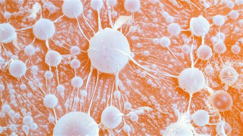 The Pathologist New Pipeline Tackles Multiplex Cancer Imaging