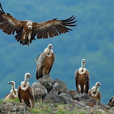 The Biblical Meaning Of Seeing A Vulture Bible Wings