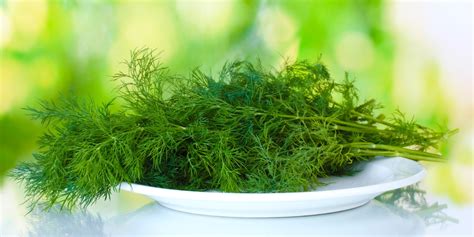 Як правильно удобрювати кріп в процесі зростання та як легко та швидко заморозити його запаси Nv