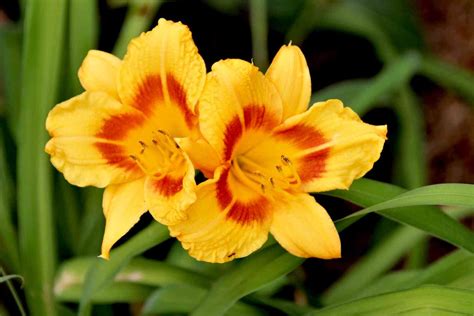 How To Plant Daylily Bulbs Complete Guide Homestead Gardener