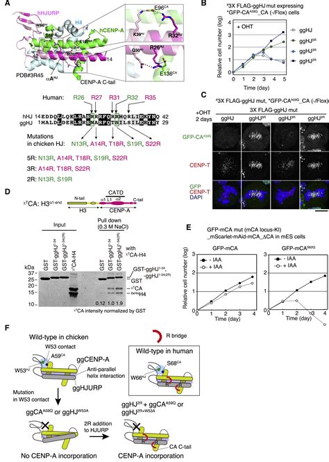Essentiality Of Cenp A Depends On Its Binding Mode To Hjurp Cell Reports