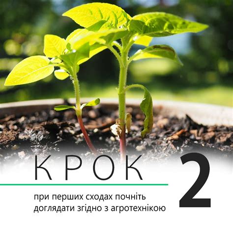 Ред Кемел
