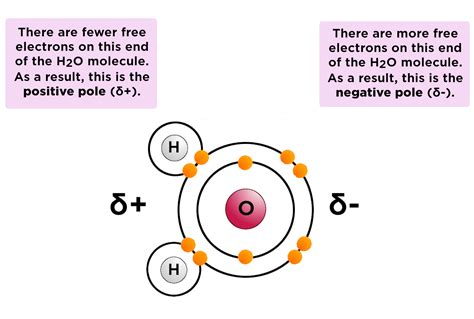 Cohesion Definition Biology