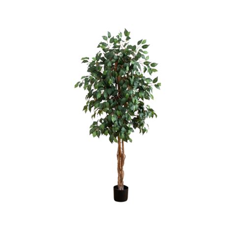 5 Ficus Tree Event Décor And Prop Rental