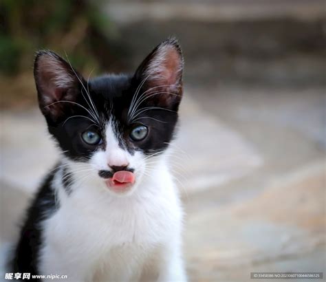 猫摄影图 家禽家畜 生物世界 摄影图库 昵图网