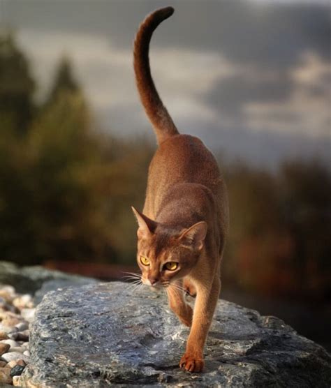 10 Remarkable Reasons Abyssinian Cats Are The Gymnasts Of The Feline World