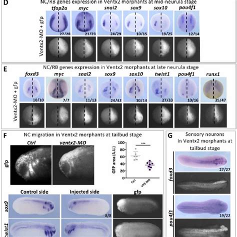 Neural Crest Cells Are Embryonic Multipotent Stem Cells Giving Rise To