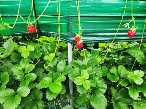 화성 딸기체험 아기 농부 아쉬웠던 솔직 후기 네이버 블로그