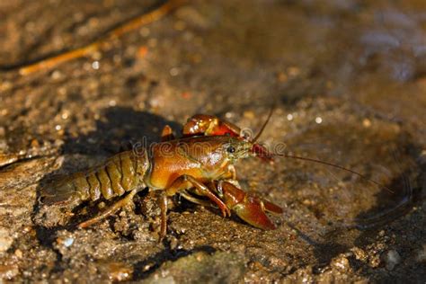 Signal Crayfish Pacifastacus Leniusculus In Water At Sandy River Bank