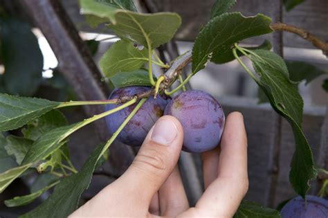 Prune A Plum Tree In Pictures Gardenersworld Com