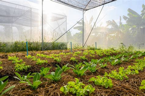 农家有机蔬菜农场greenoakbutterheadgreencos等多种蔬菜完全高清图片下载 正版图片506456609 摄图网