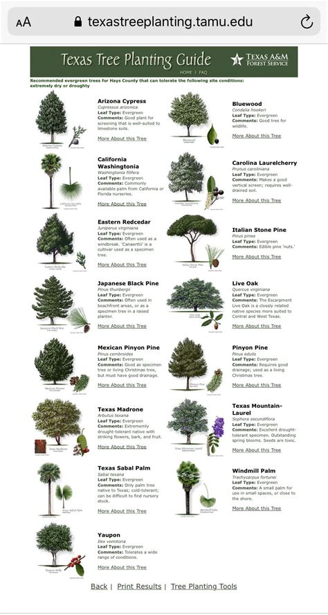 Evergreen Trees Trees To Plant Landscape Trees Tree Leaf Identification