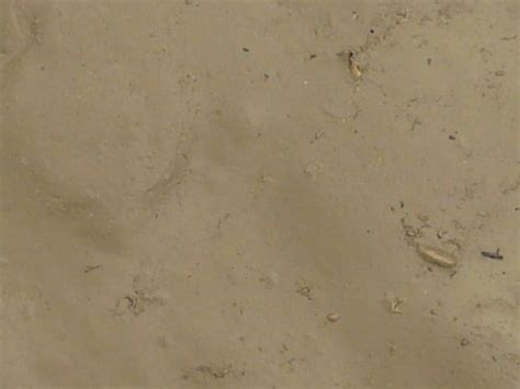 Muddy Sand Texture 0019 Texturelib