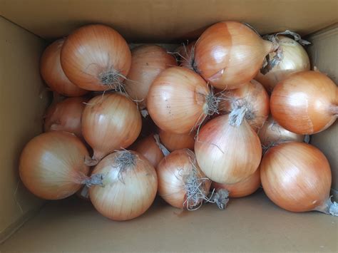 논산양파농장 농산물 양파 햇양파 저장양파 자색양파즙 생산자직거래 무료나눔 같이 진행해요 815일 늦은저녁발표해요 농수산물 직거래장터 Band