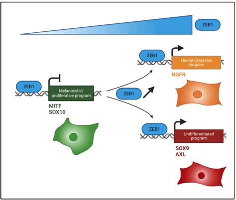 Zeb1 Controls A Lineage Specific Transcriptional Program Essential For