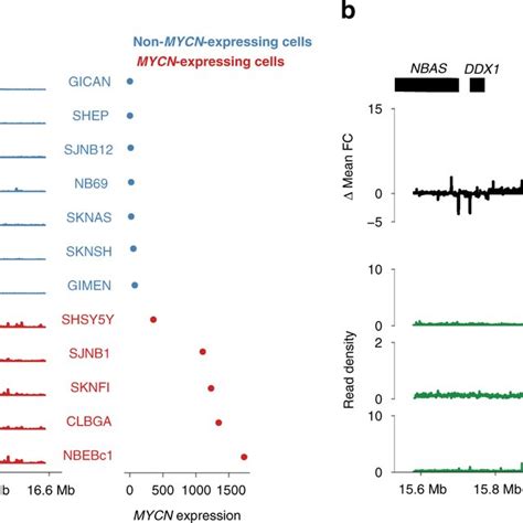 Enhancer Co Amplification Determines Mycn Amplicon Patterns In Most Download Scientific Diagram