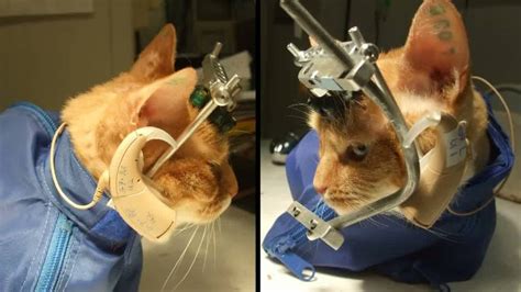 Britain Used 200 Cats For Animal Experiments Last Year Metro News