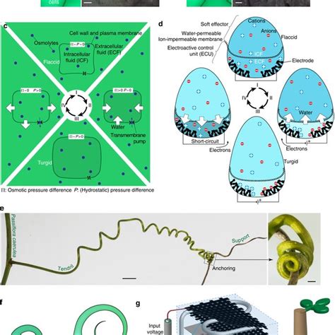 Reversible Stiffness Modulation And Actuation Of A Tendril Like Soft Download Scientific