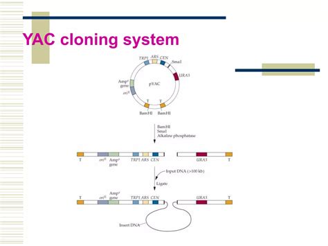Expression System Final Pptx Programming Languages Computing