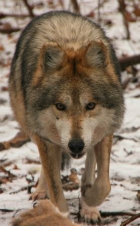 The Mating Game Couple Number One Wolf Conservation Center