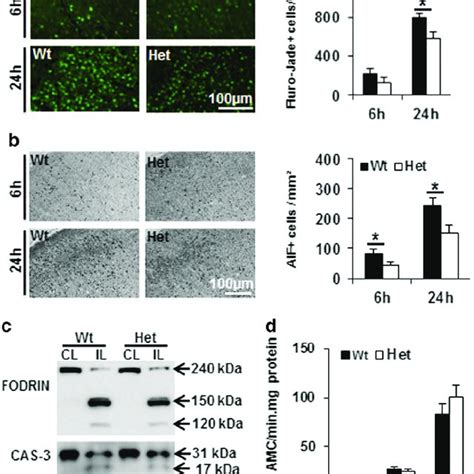 Expression Of Mitochondrial Intermembrane Space Proteins A